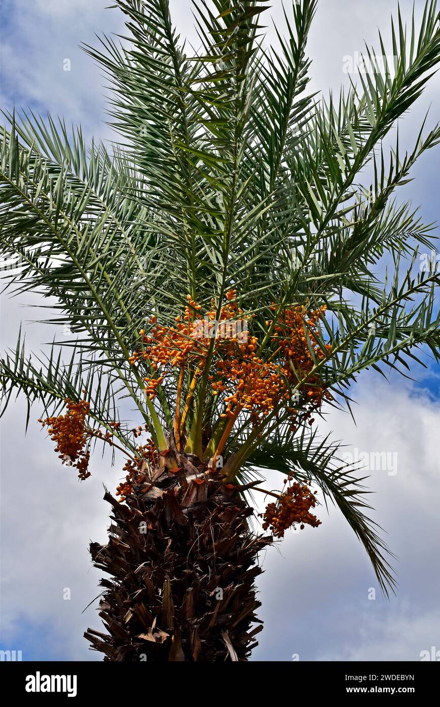 Green fruits date palm hi-res stock photography and images - Alamy