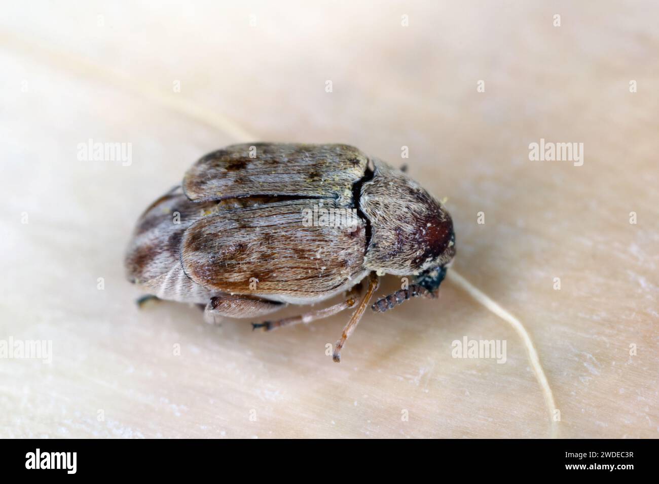 Seed beetle, bean weevil (Bruchinae or formerly Bruchidae) family that ...