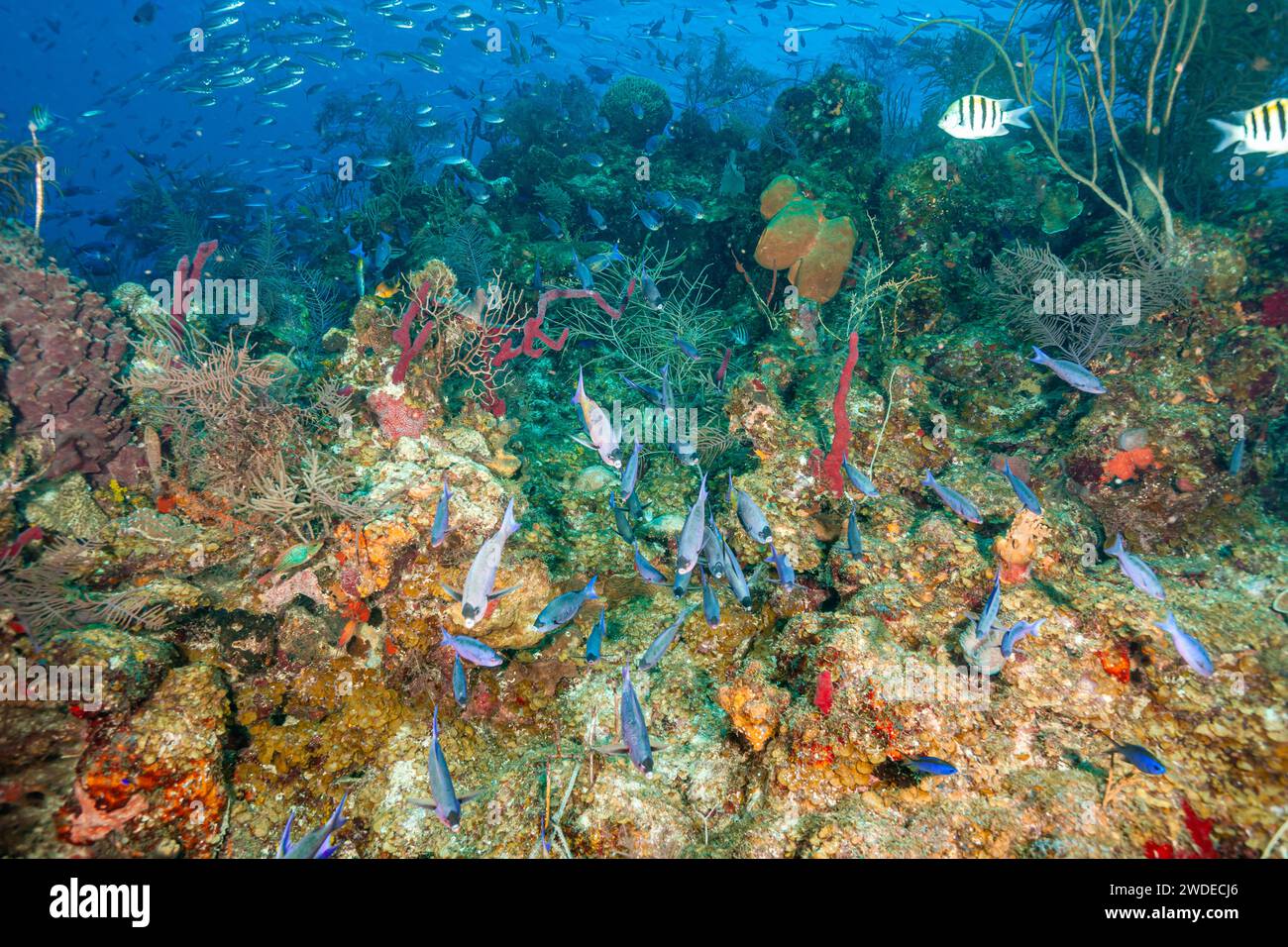 Belize marine life hi-res stock photography and images - Alamy