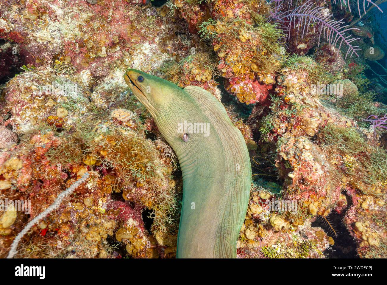 Belize, Green Moray (Gymnothorax funebris Stock Photo - Alamy