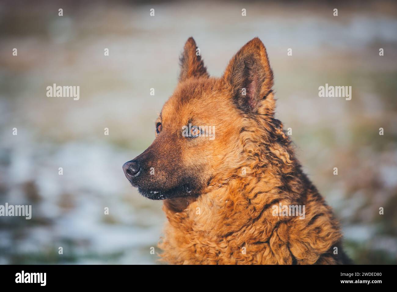 Westerwälder Kuhhund (Old German Sheepdog), an old endangered herding ...
