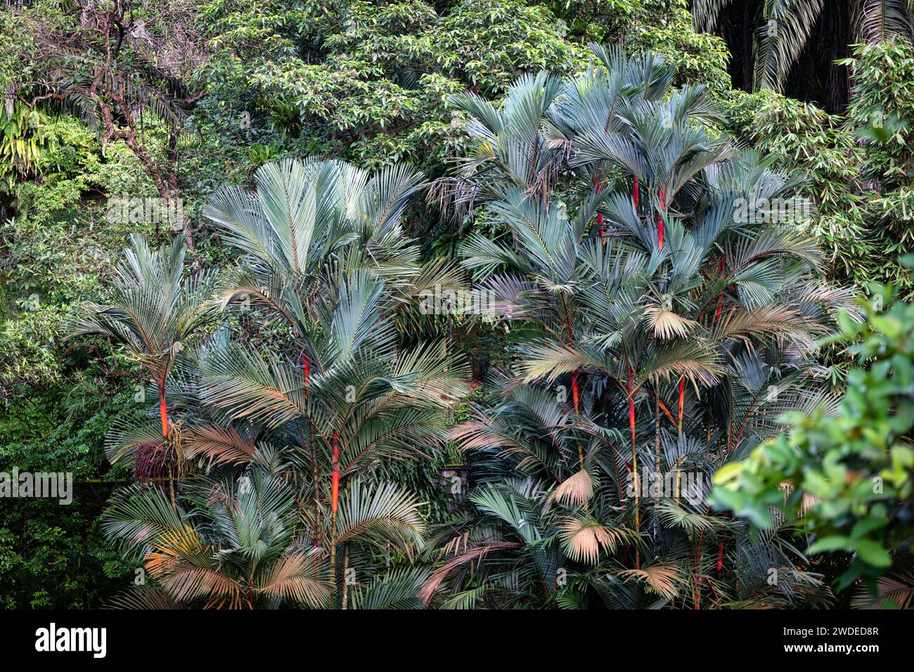 Silver Areca palms take centre stage while the background showcases ...