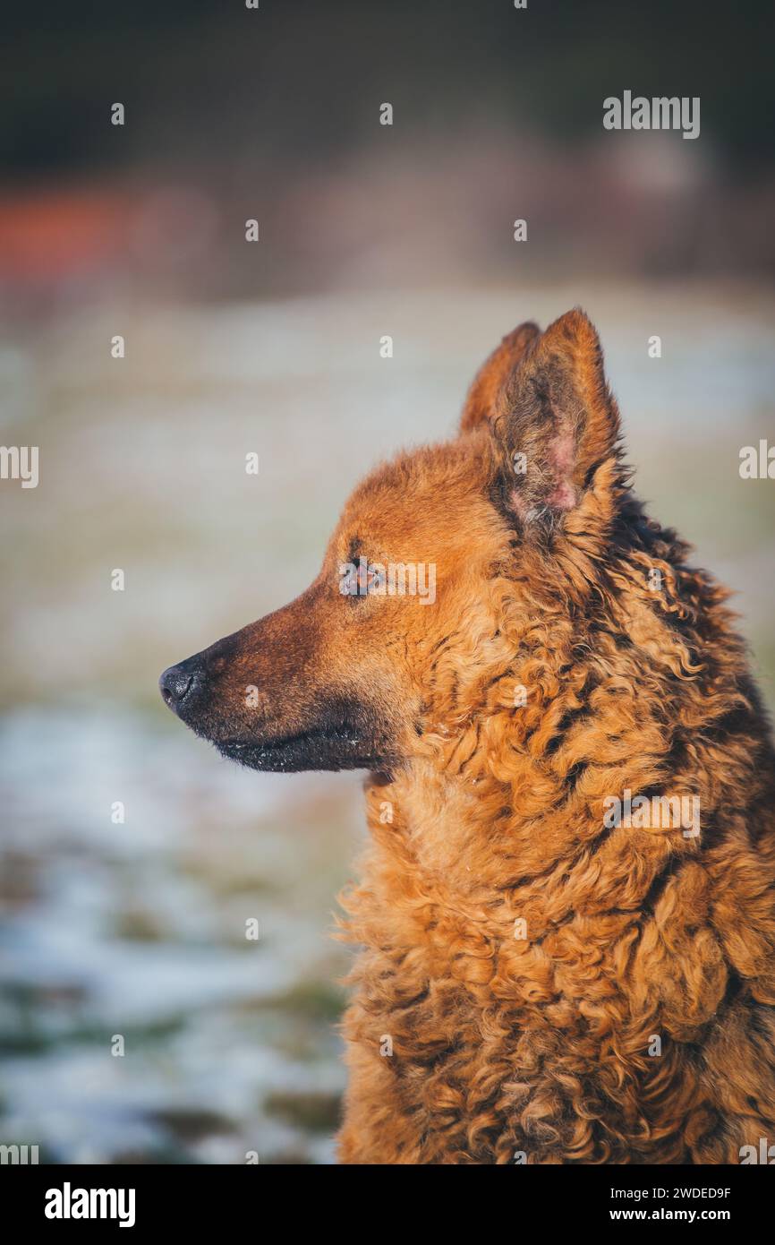 Westerwälder Kuhhund (Old German Sheepdog), an old endangered herding ...