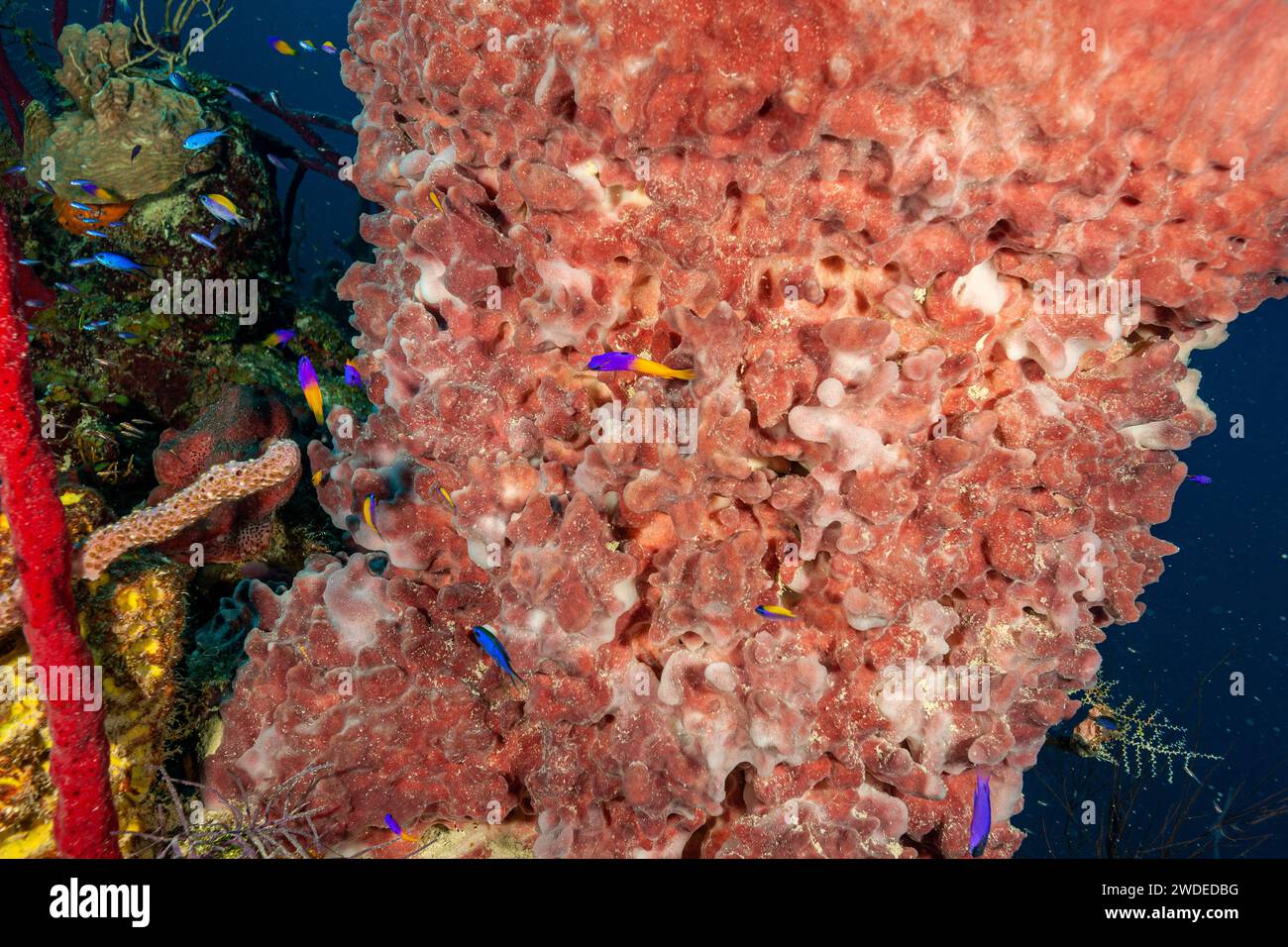 Belize, Royal Gramma (Gramma loreto), Fairy Basslet, around a Giant ...