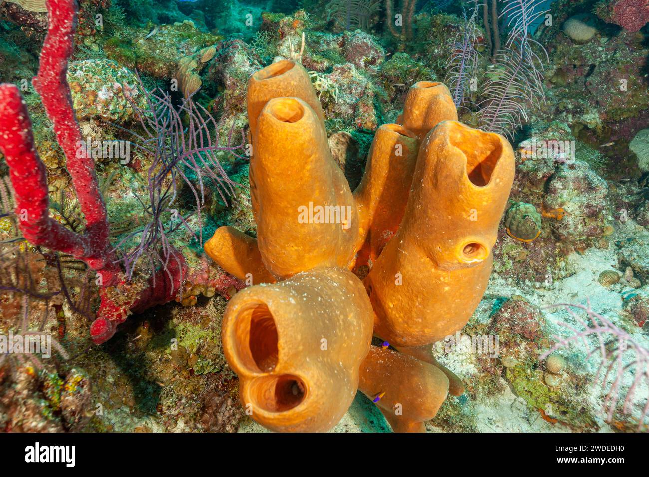 Belize, Yellow Tube Sponge (Aplysina fistularis Stock Photo - Alamy