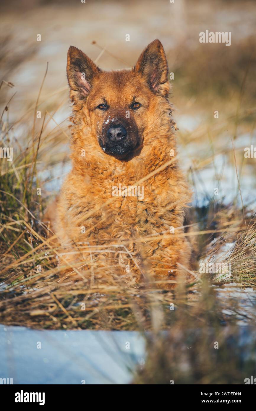 Westerwälder Kuhhund (Old German Sheepdog), an old endangered herding ...