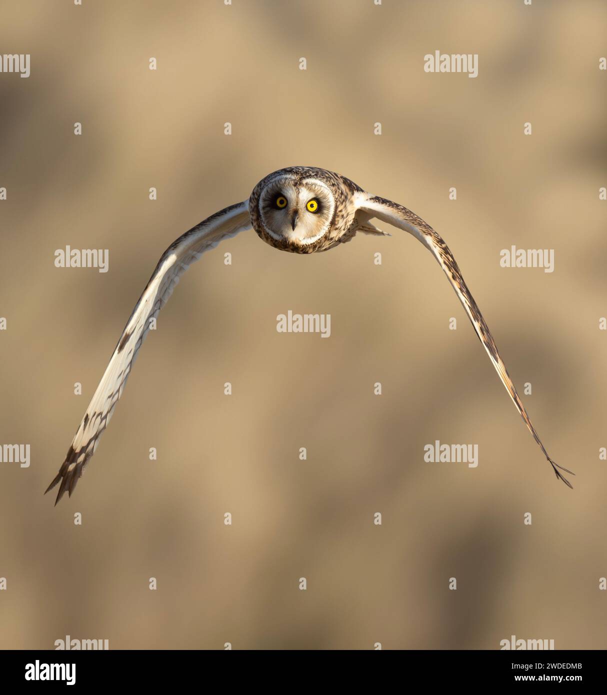 A Short-eared owl (Asio flammeus) hunting over the sand dunes on ...