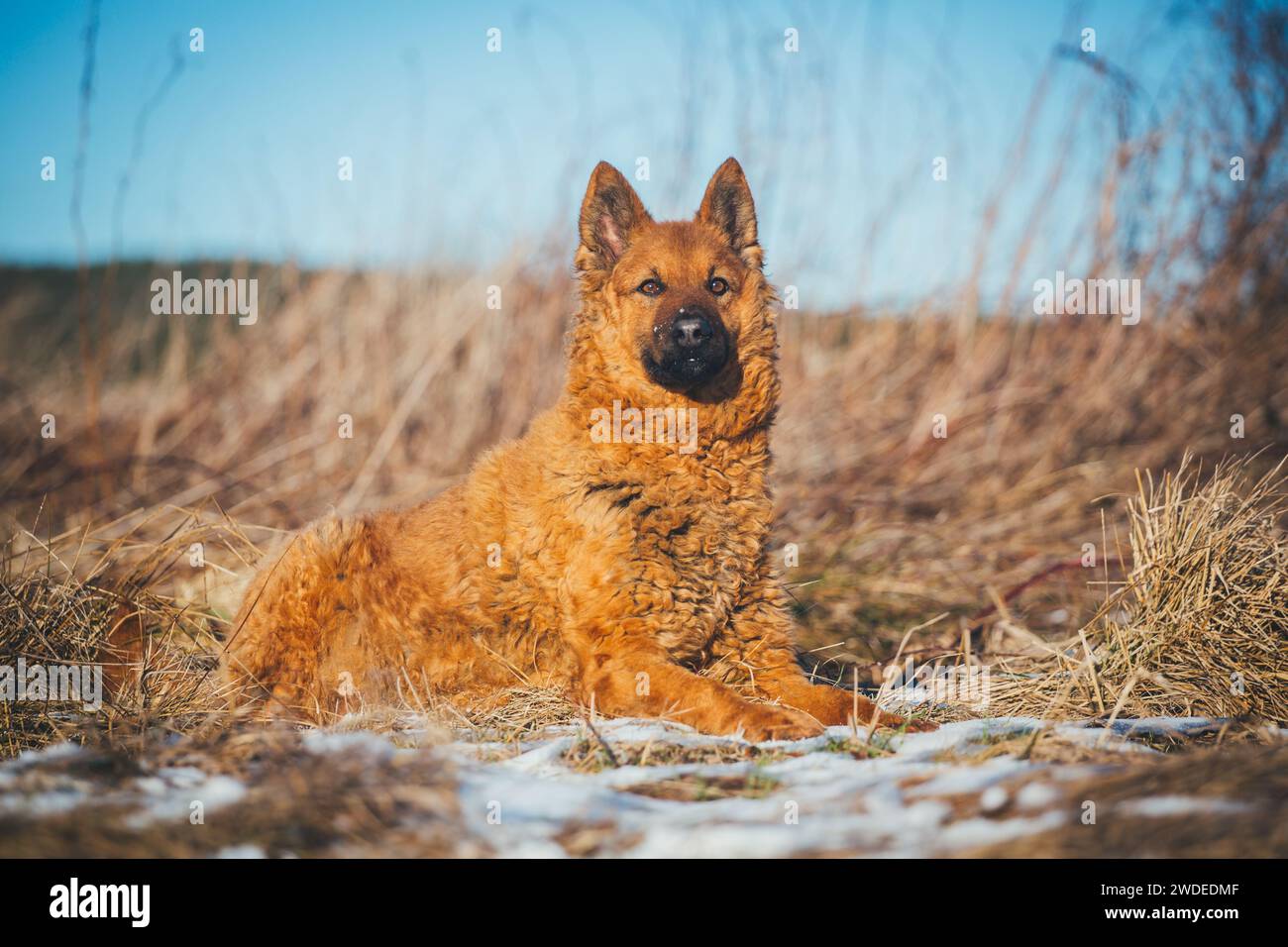 Westerwälder Kuhhund (Old German Sheepdog), an old endangered herding ...