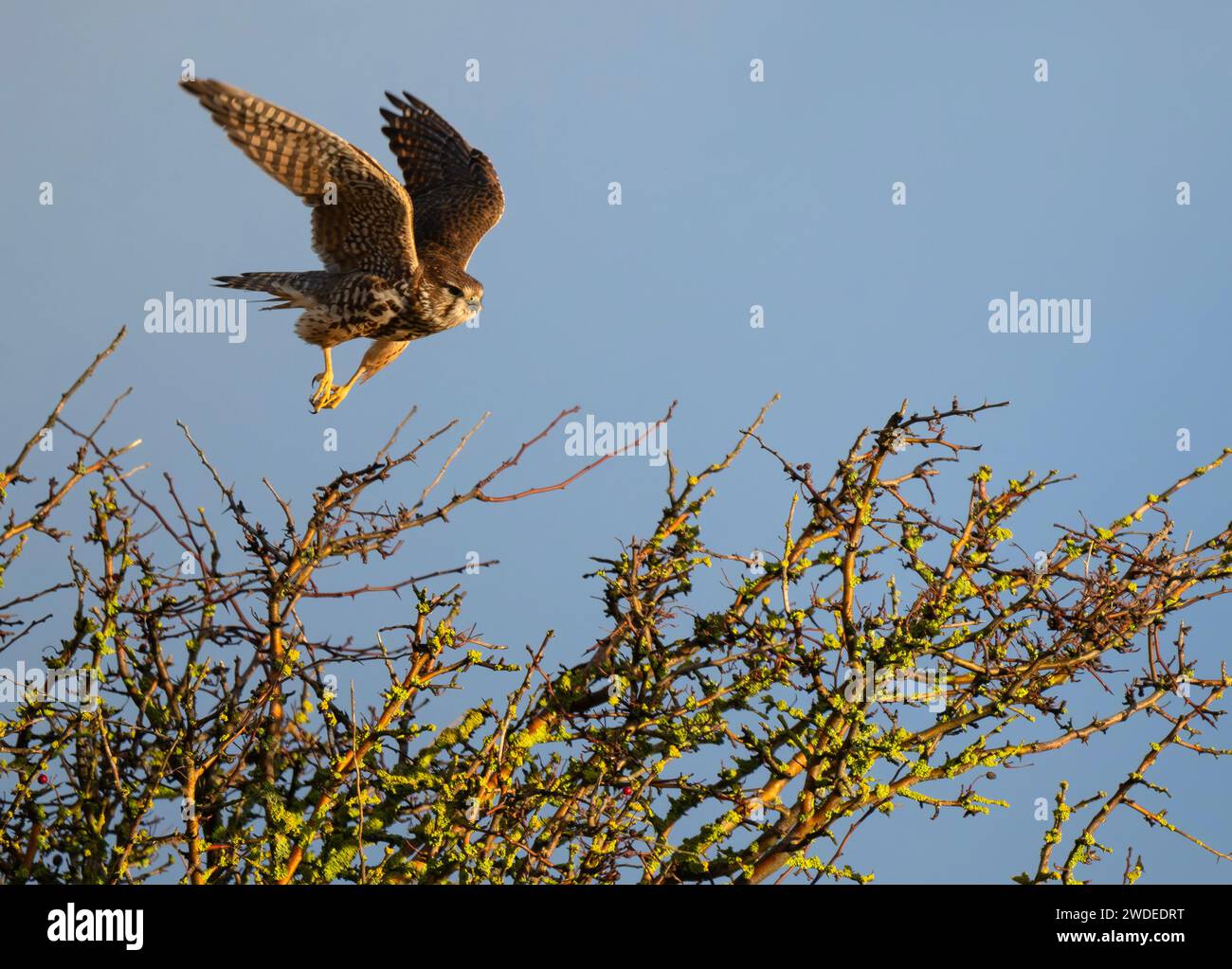 A wild female Merlin (Falco columbarius) hunting on Lindisfarne ...