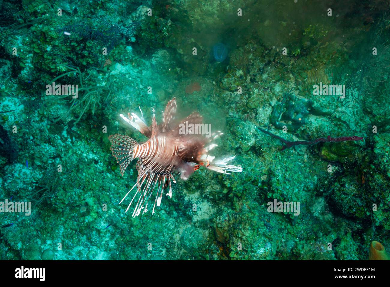 Belize, Hunting the Lionfish, Lionfish (Pterois volitans Stock Photo ...