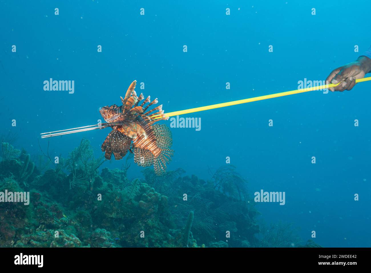Belize, Hunting the Lionfish, Lionfish (Pterois volitans Stock Photo ...