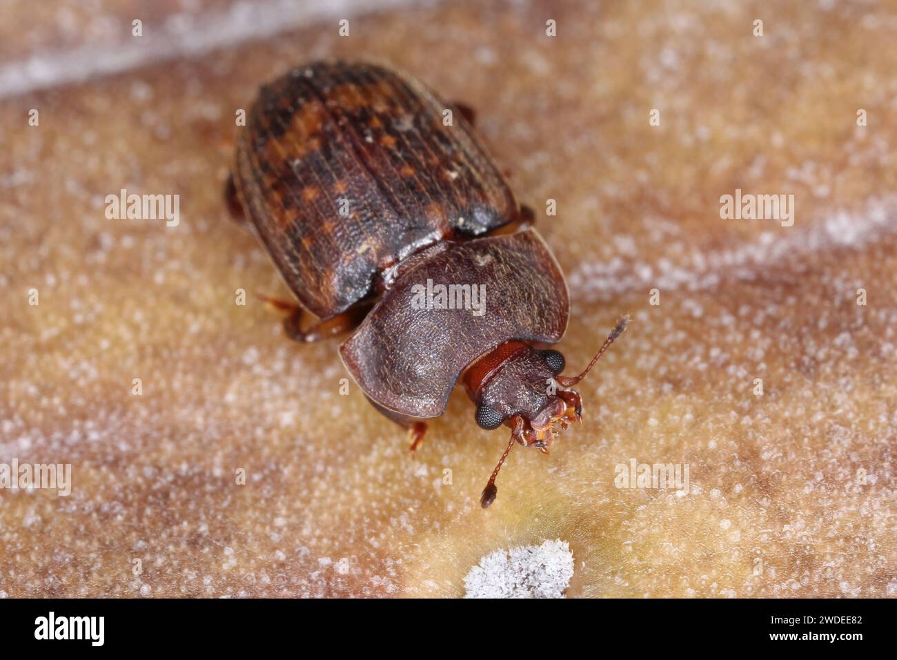 The sap beetle, also known as Nitidulidae. The insect was feeding in ...