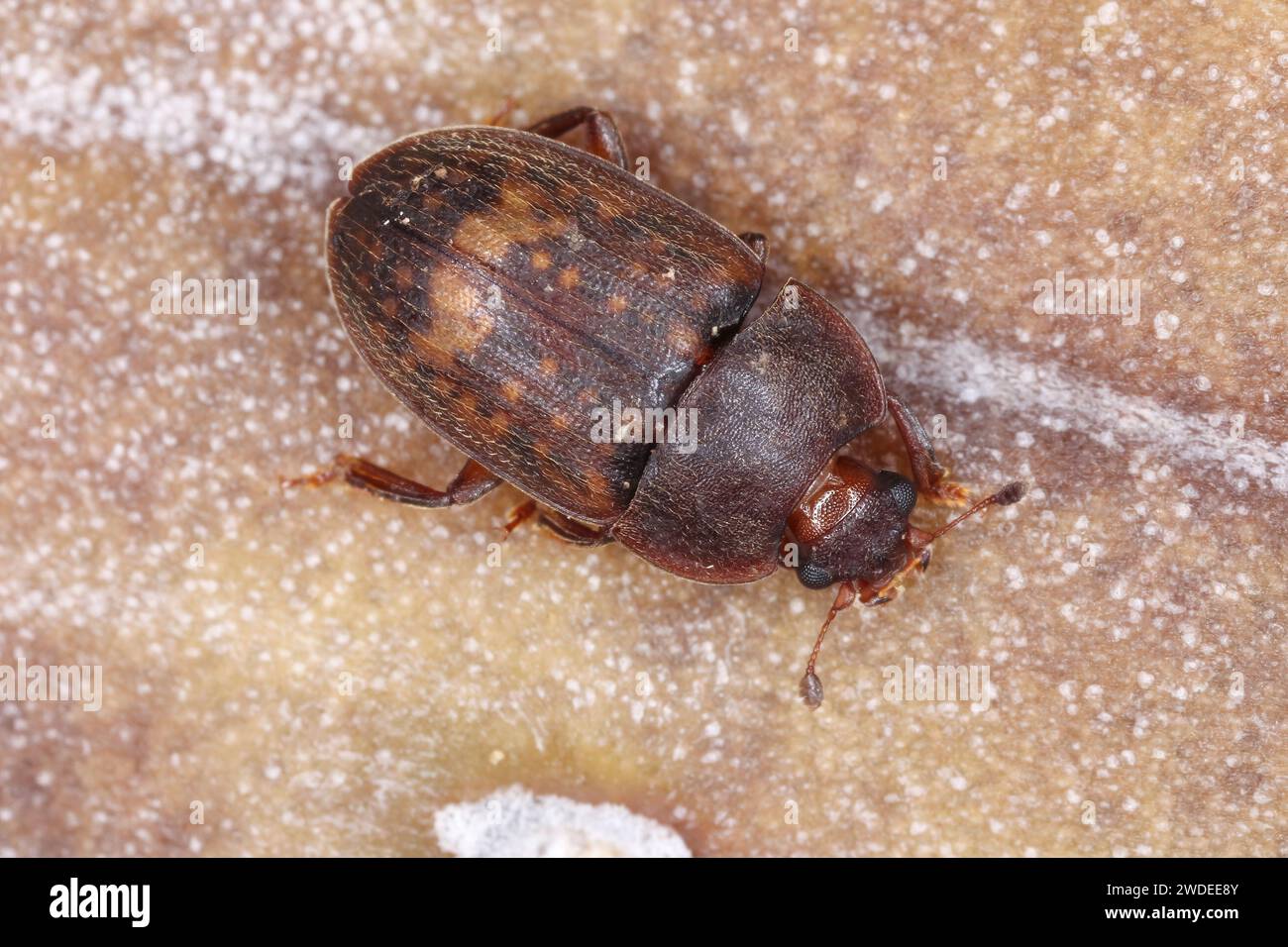 The sap beetle, also known as Nitidulidae. The insect was feeding in ...