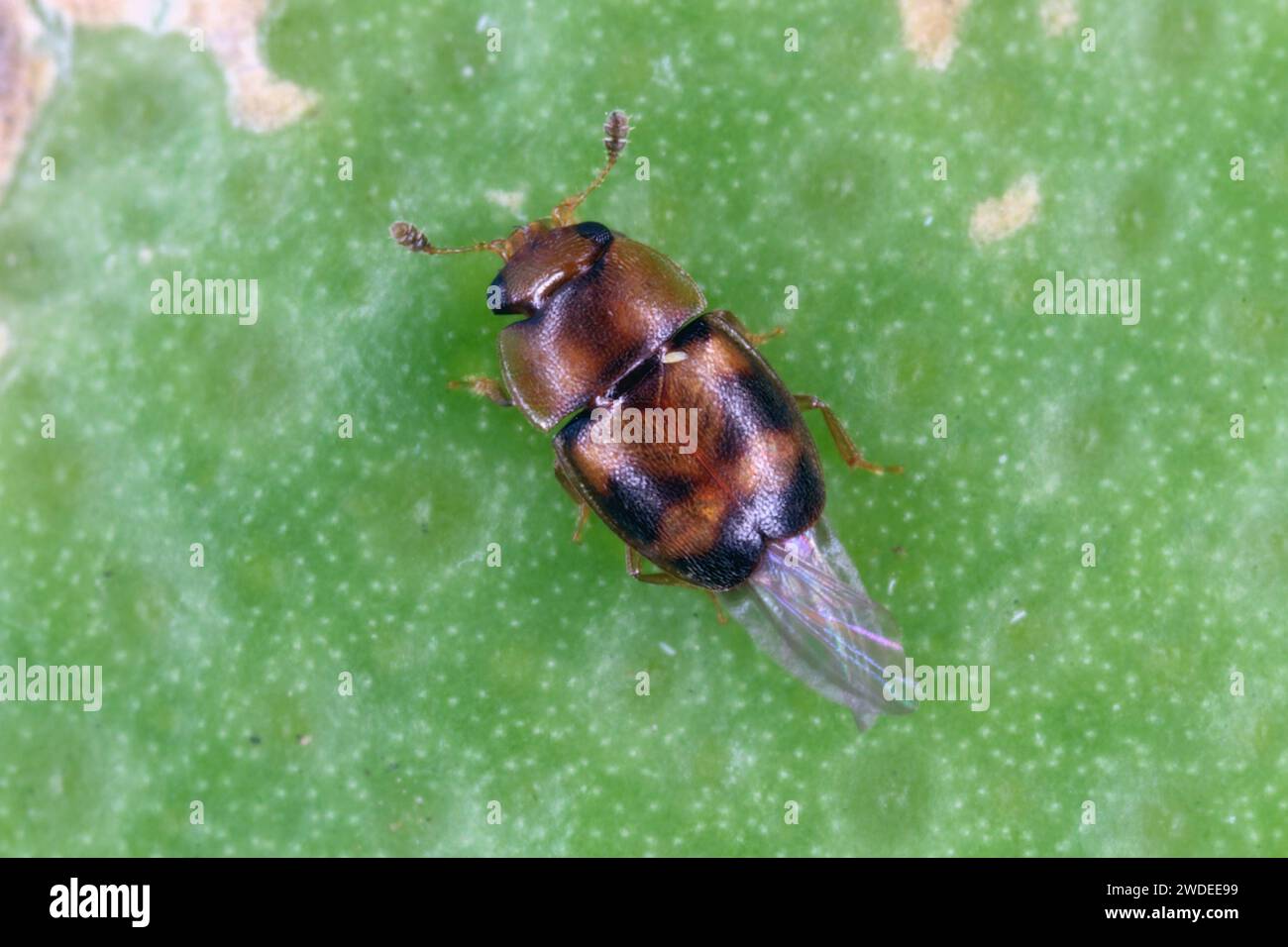 The sap beetle, also known as Nitidulidae. The insect was feeding in ...