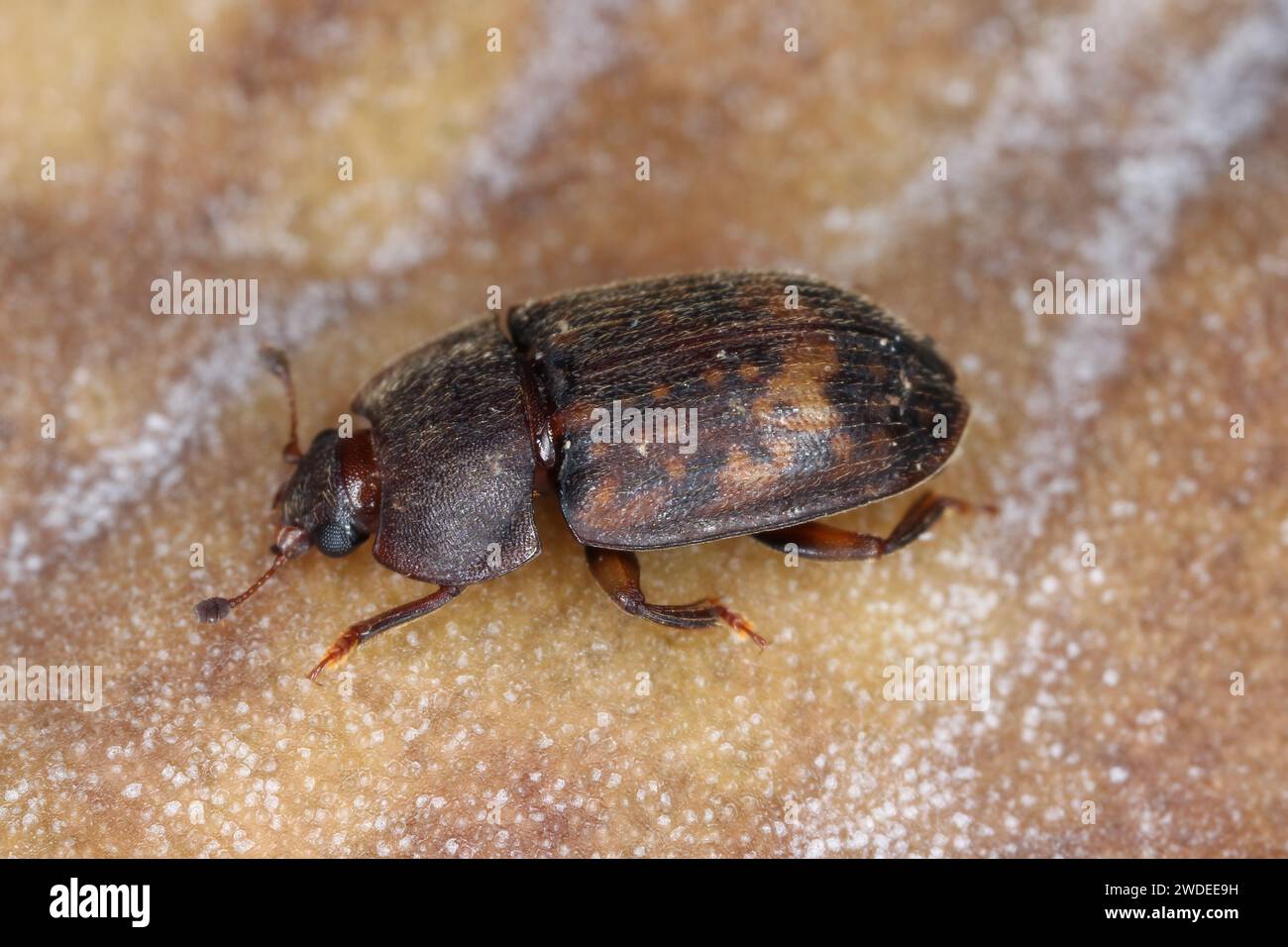 The sap beetle, also known as Nitidulidae. The insect was feeding in ...