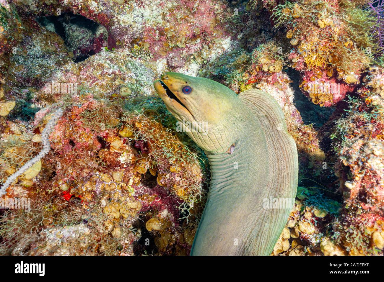 Belize, Green Moray (Gymnothorax funebris Stock Photo - Alamy