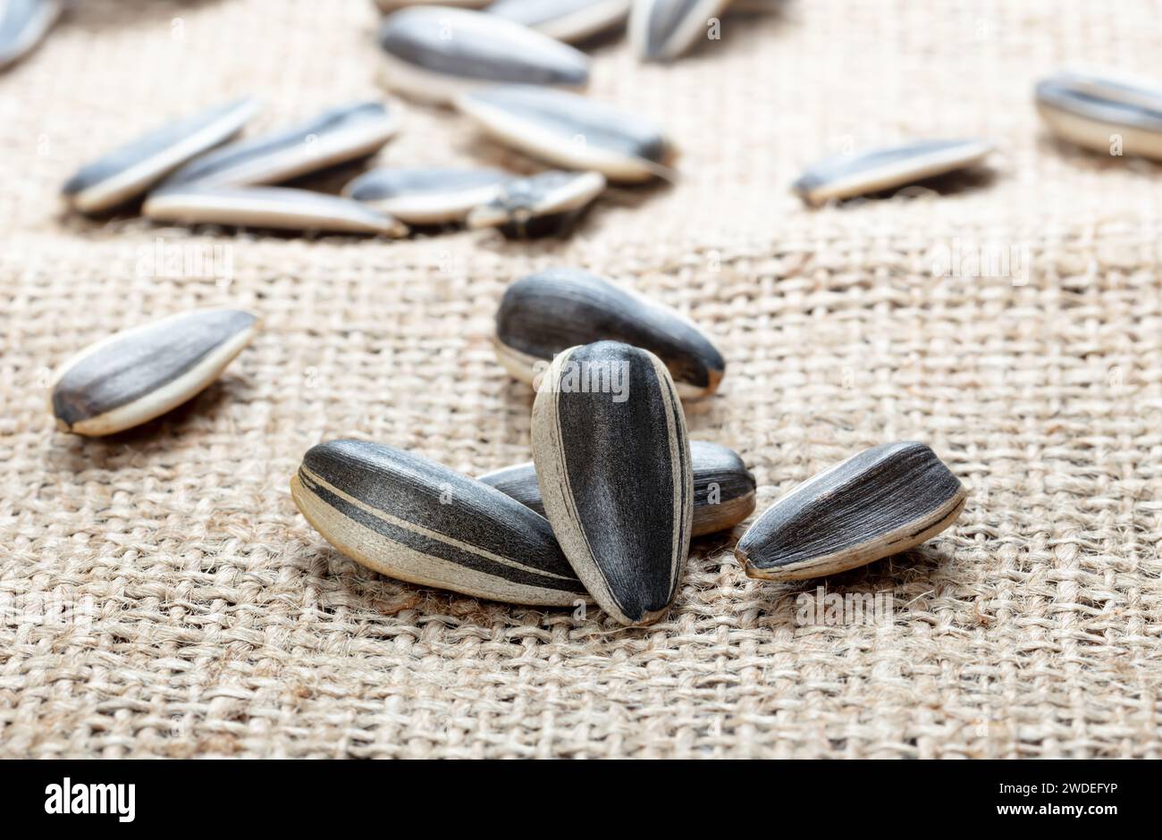 sunflower seeds in group isolated canvas Stock Photo - Alamy