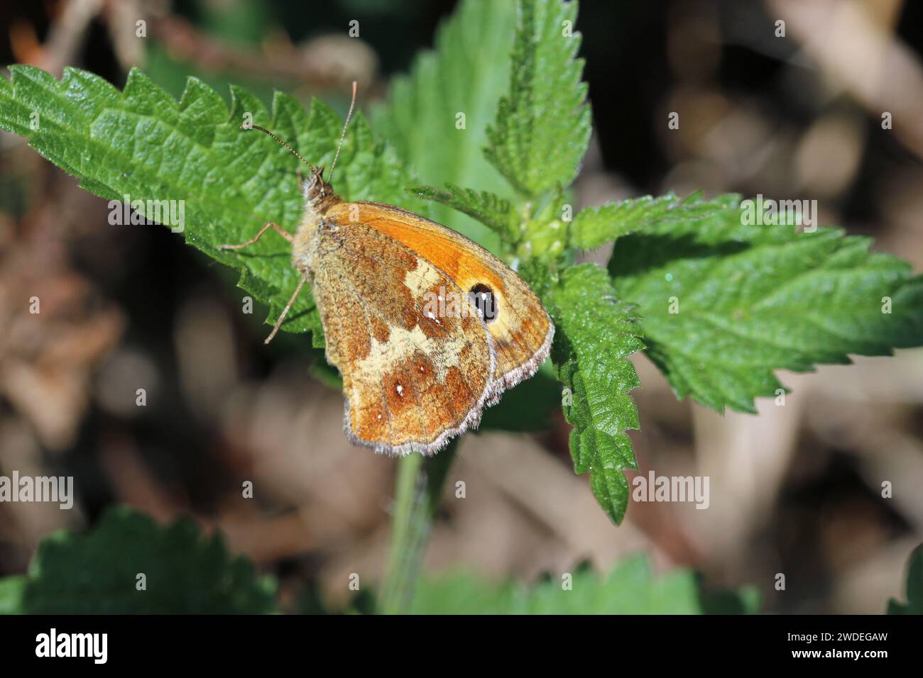 Gatekeeper butterfly, Pyronia tithonus, in close up, basking in the sun ...