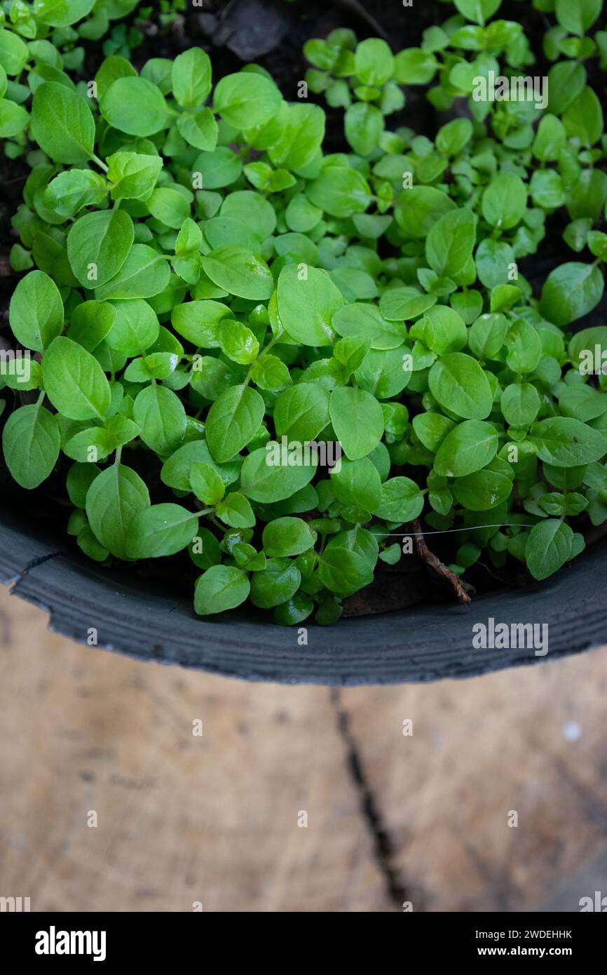 Baby basil hi-res stock photography and images - Alamy