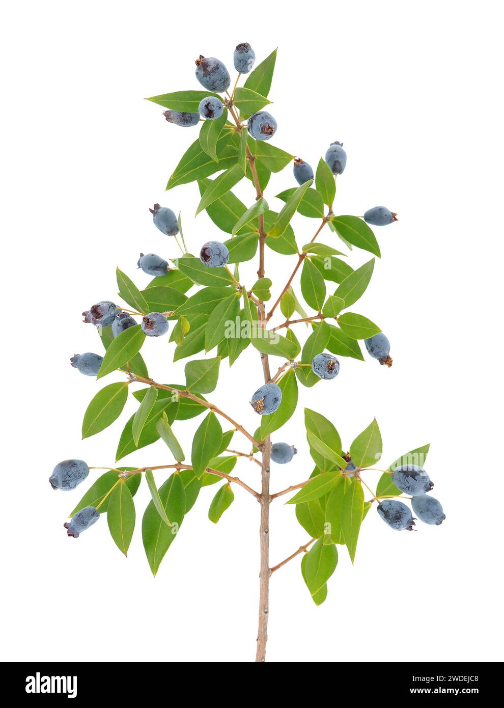 Common myrtle isolated on white background, Myrtus communis Stock Photo ...