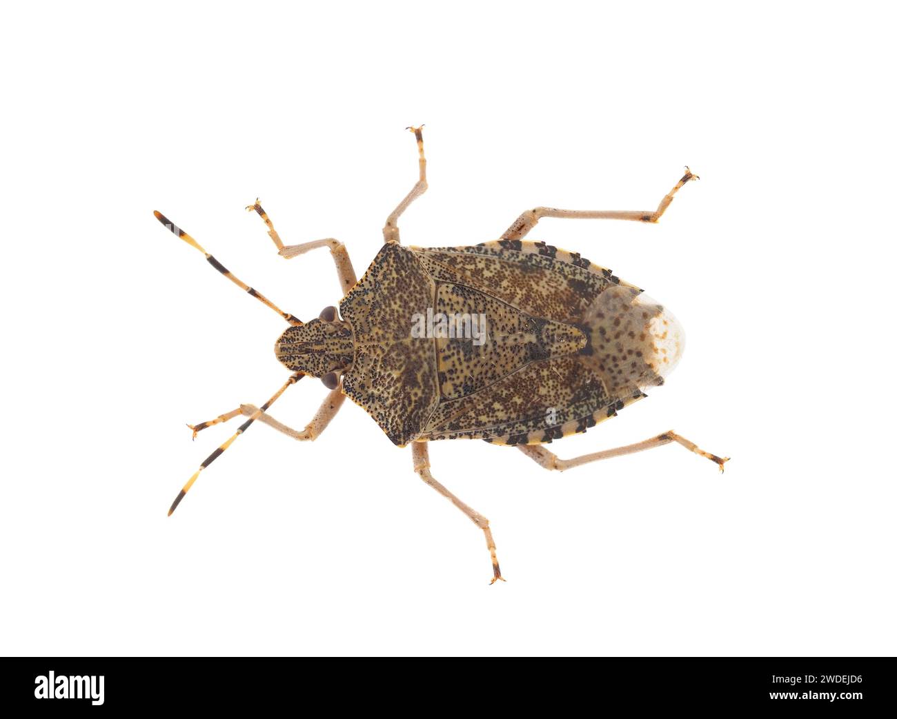 Mottled shieldbug isolated on white background, Rhaphigaster nebulosa ...