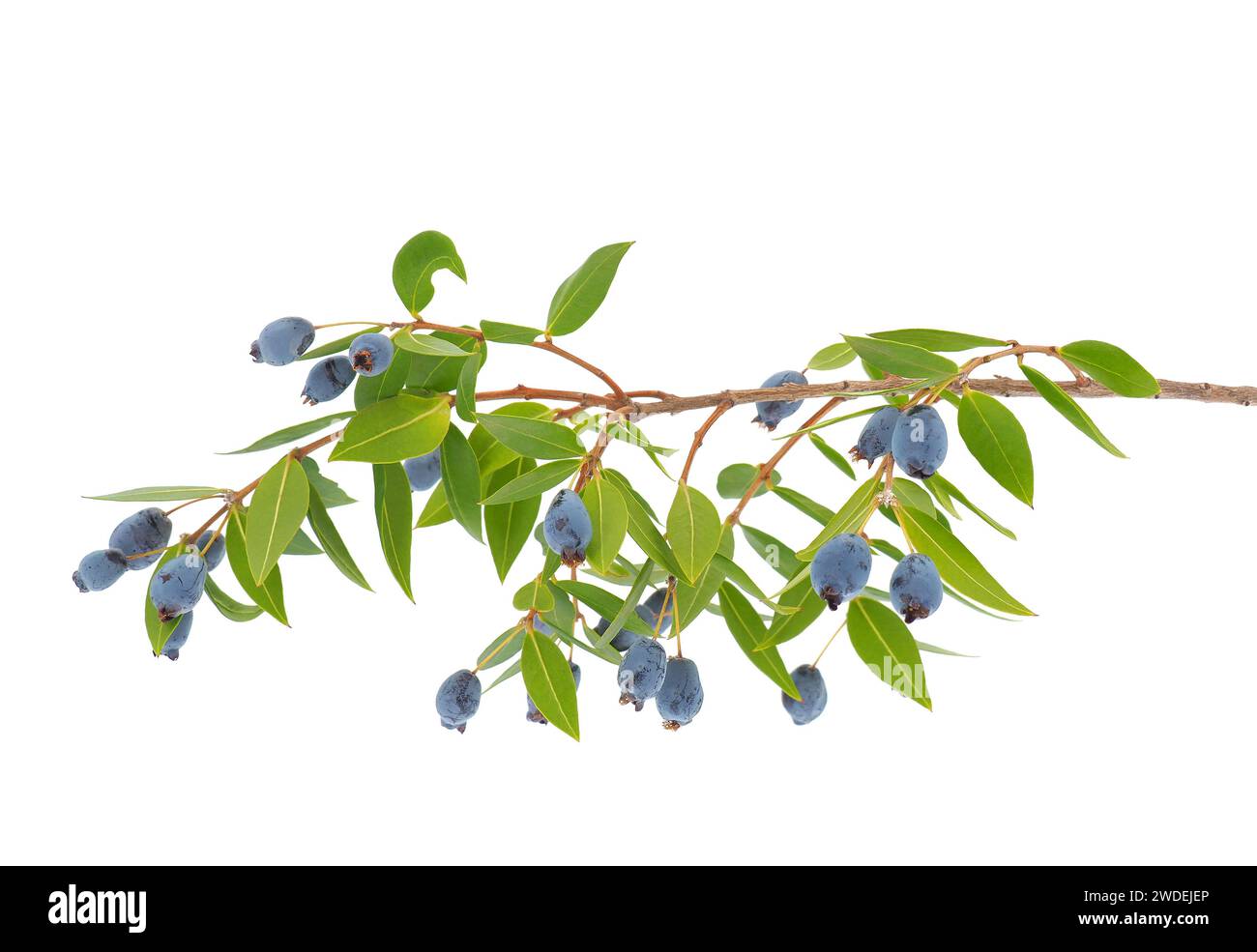 Common myrtle isolated on white background, Myrtus communis Stock Photo ...