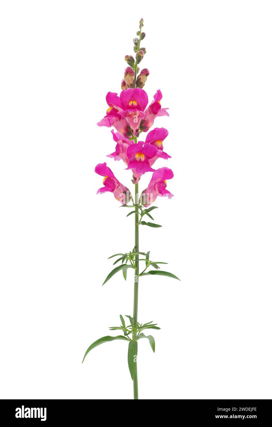 Common snapdragon isolated on white background, Antirrhinum majus Stock ...