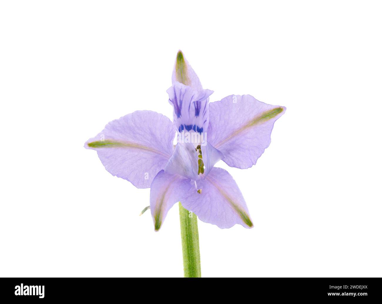 Oriental knight’s spur purple flower isolated on white background ...