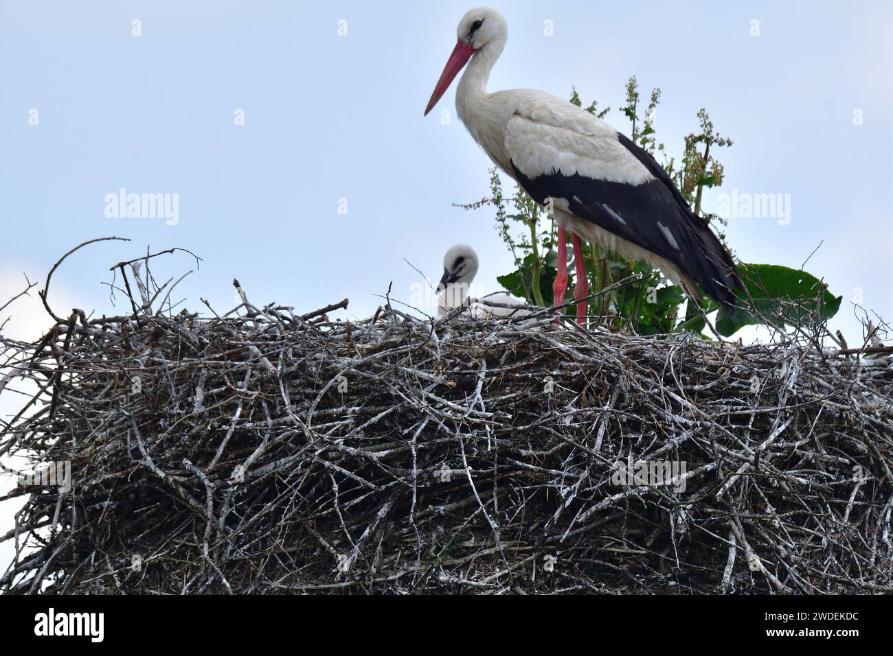 The white stork goes through meadow and hunts food on the meadow in the ...