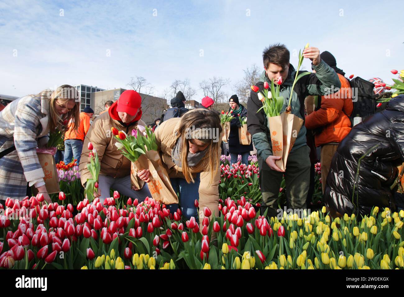 Thousands of people attend National Tulip Day at the Museum Square near ...