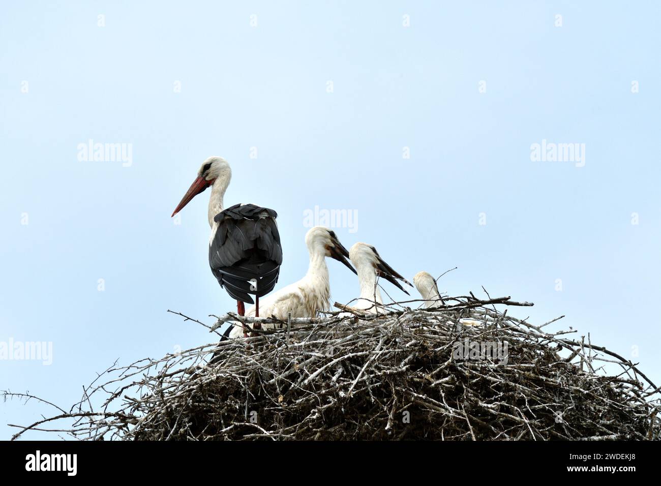 A family of storks with young stands in a nest on a post Stock Photo ...