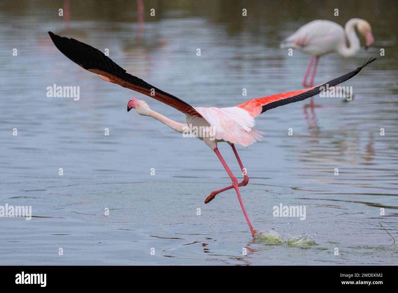A Greater Flamingo running for take off, morning in springtime ...