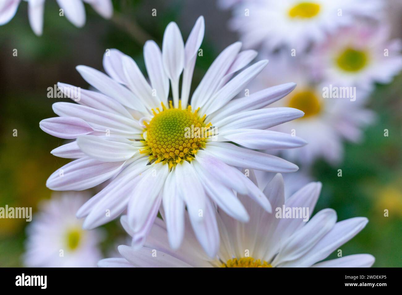 White flower close-up on the background of other flowers. Big white ...