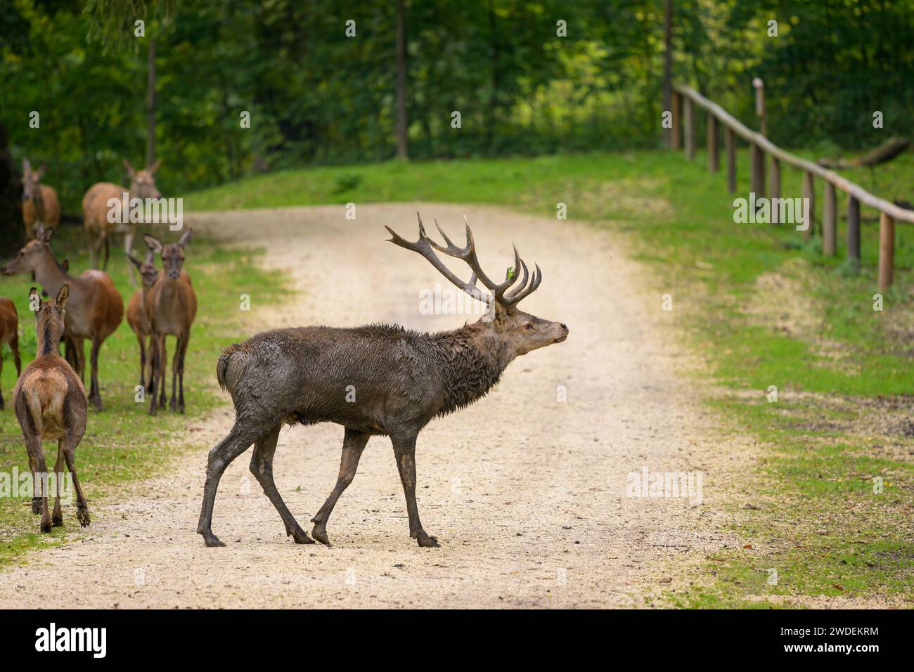 Portrait of a stag in a park, cloudy day in autumn (Austria Stock Photo ...