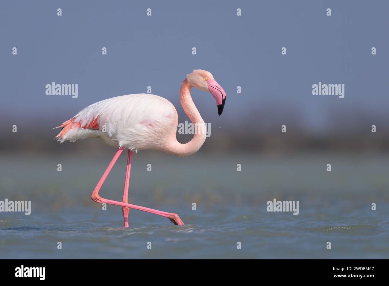 A Greater Flamingo walking in the water and looking for food, sunny ...