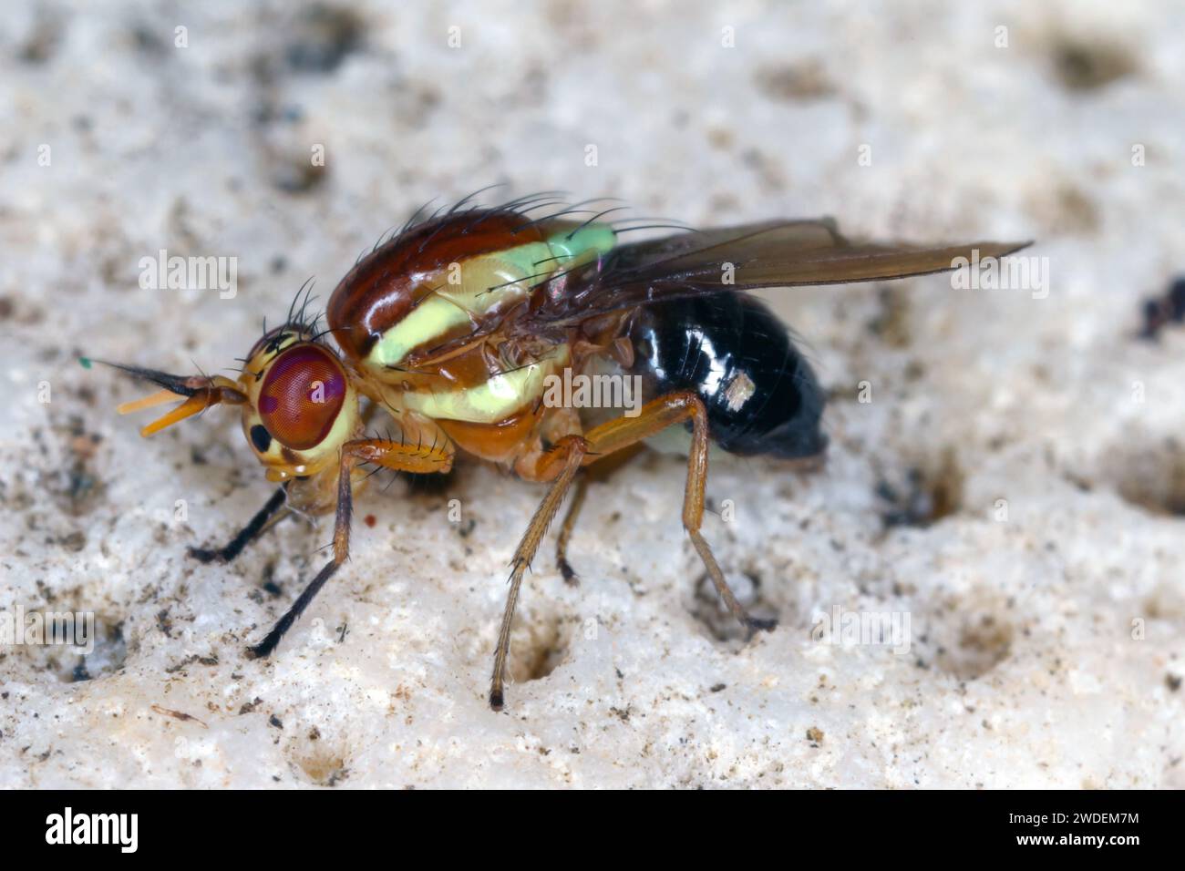 A colorful, beautifully colored fly (Diptera) observed in Mauritius ...