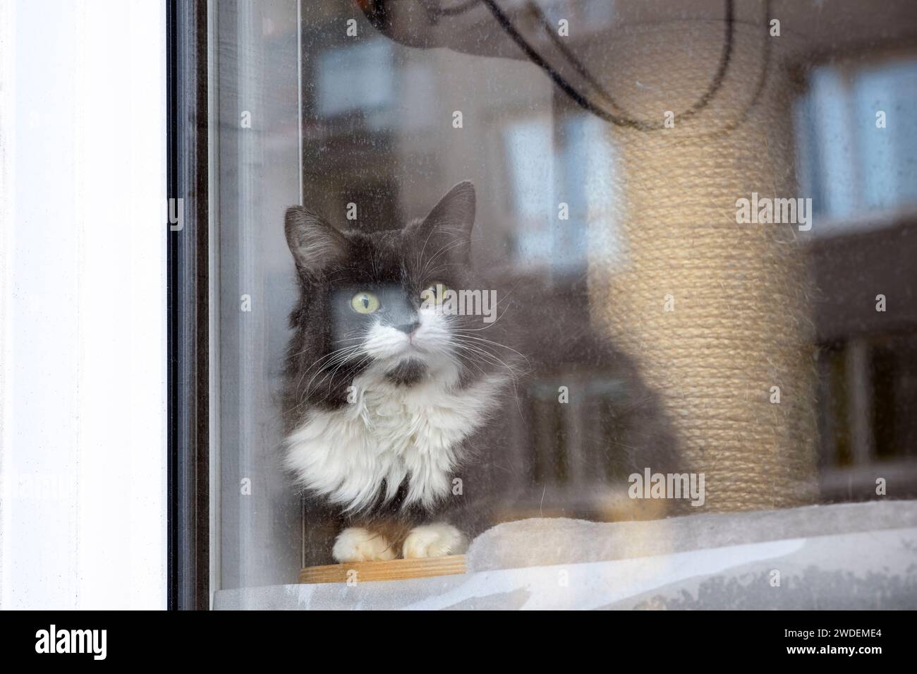 Cat looking out through a house window Stock Photo - Alamy