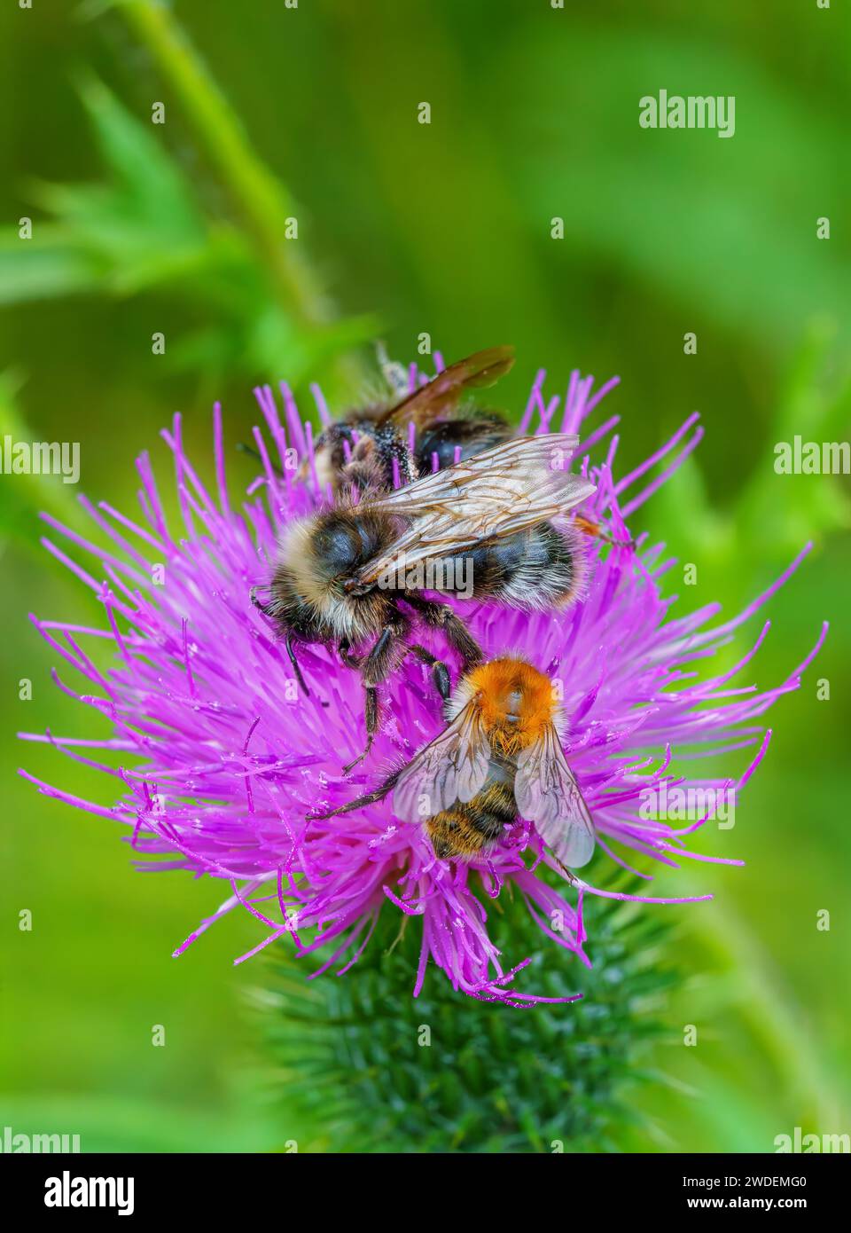 three fifferent bees, Apis mellifera, in close-up, which belongs to the ...