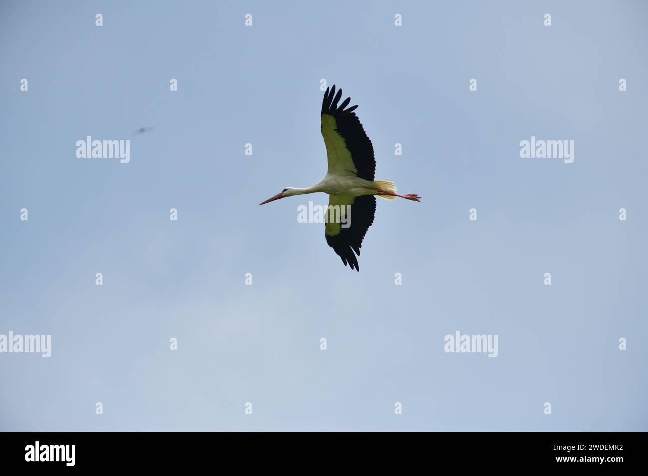 White chicks year hi-res stock photography and images - Alamy