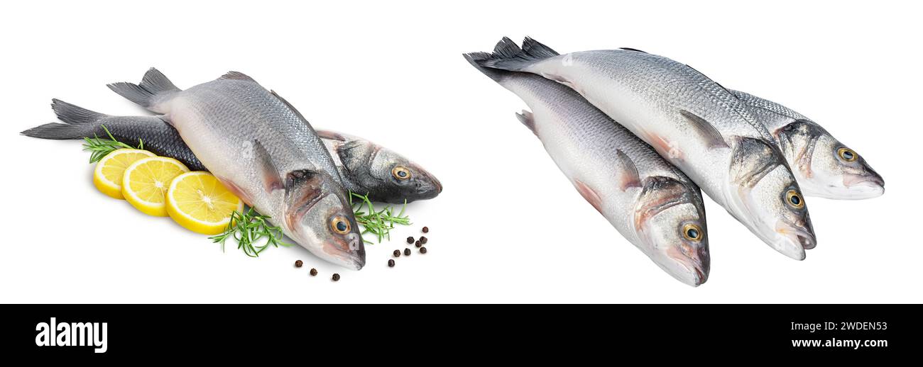 Sea bass fich isolated on white background with full depth of field ...