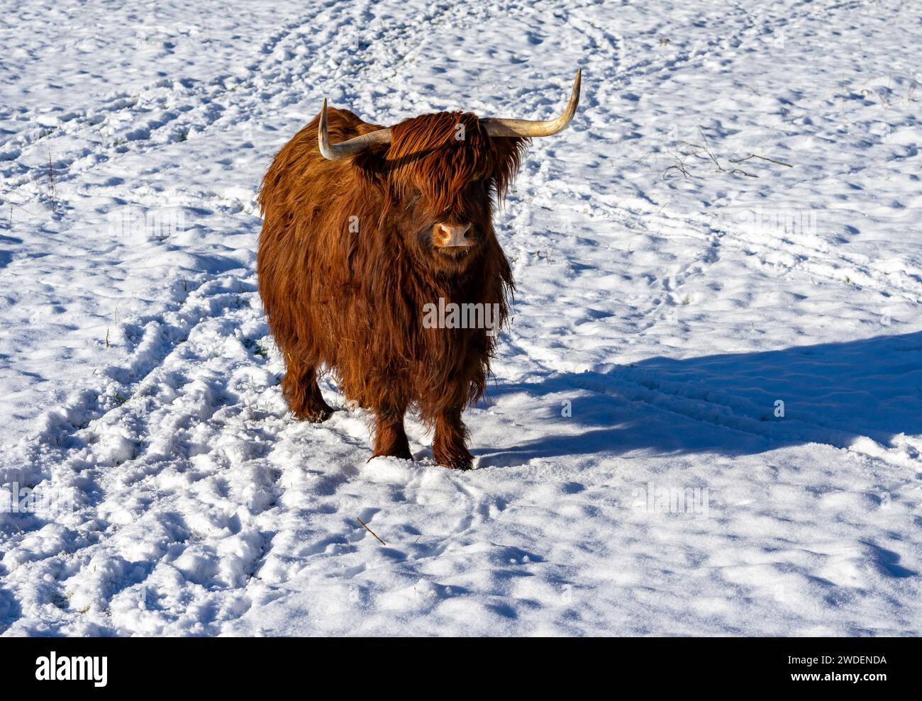 highland cow in snow on the field Stock Photo - Alamy