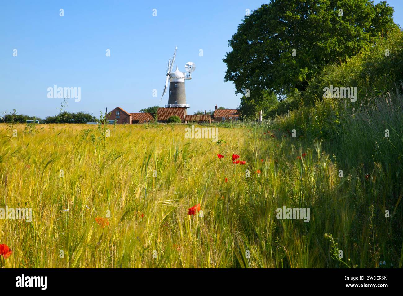 A view of the windmill at Great Bircham, Norfolk Stock Photo - Alamy