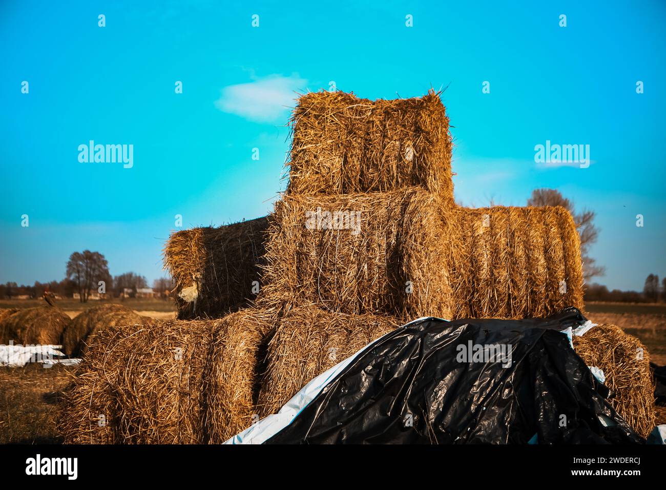 hay stack roll against blue sky background Stock Photo - Alamy