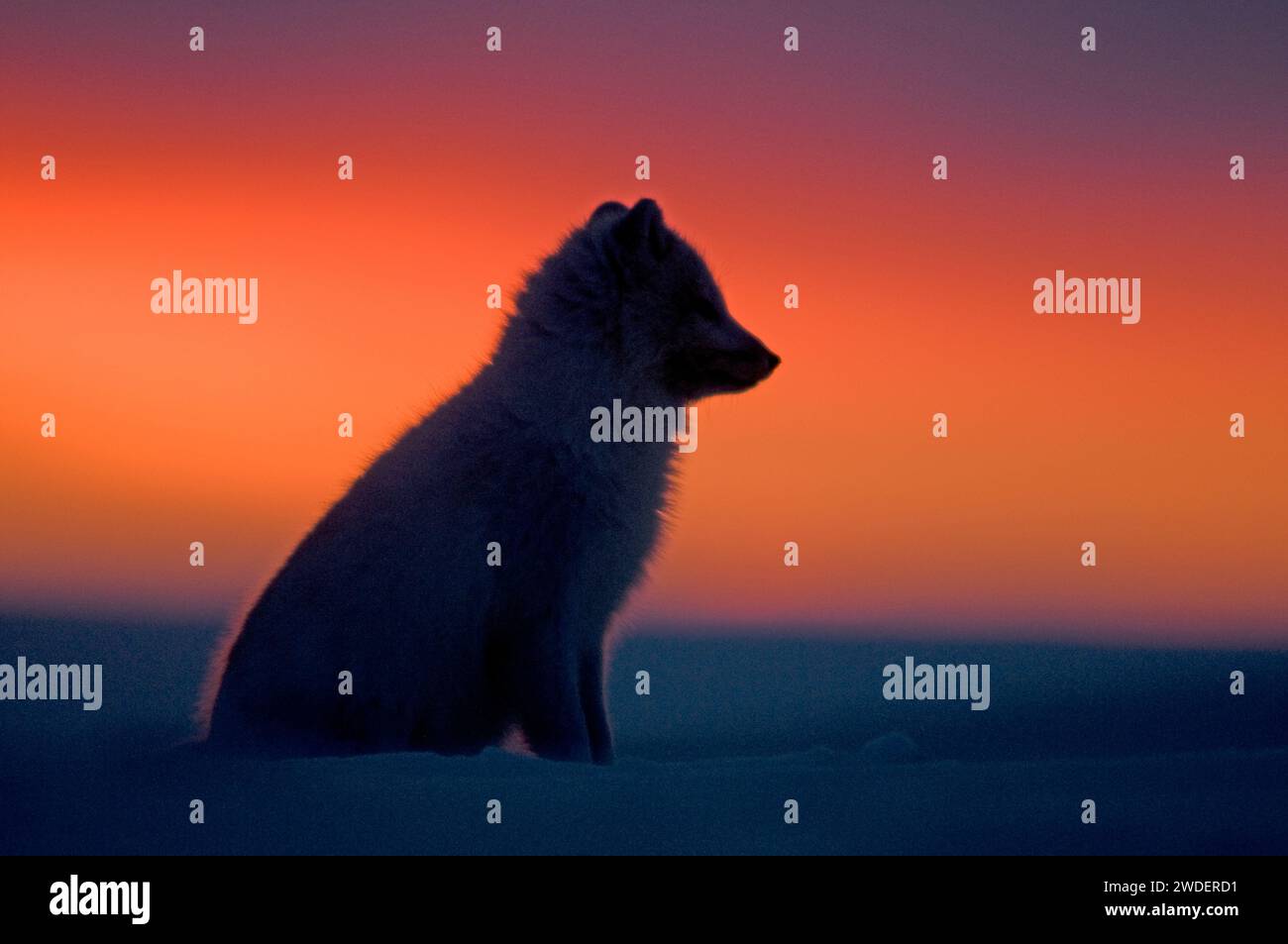 Arctic Fox Vulpes lagopus at sunset 1002 area of the ANWR Beaufort sea ...
