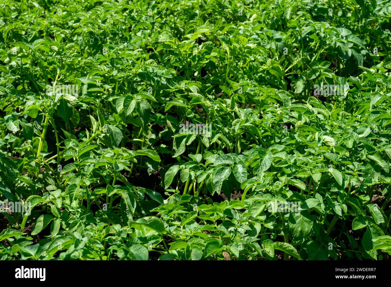 Thick bushes of young green potatoes Stock Photo - Alamy