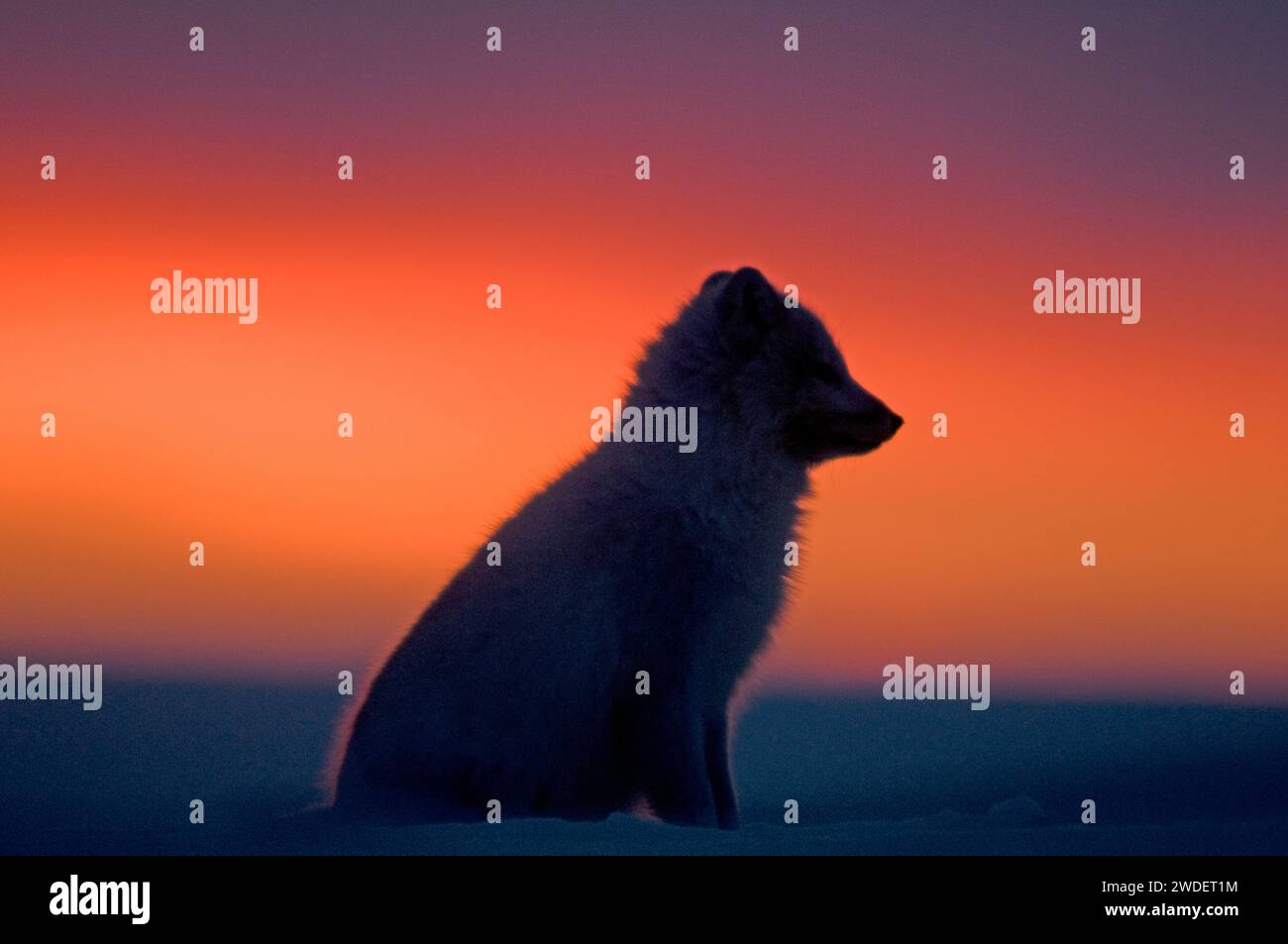 Arctic Fox Vulpes lagopus at sunset 1002 area of the ANWR Beaufort sea ...