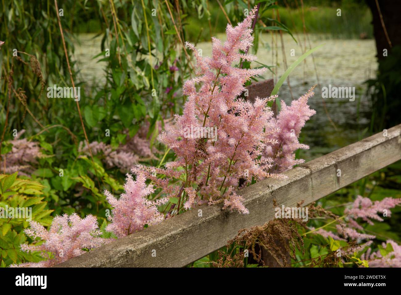 A view of Gooderstone Water Gardens near Swaffham, Norfolk Stock Photo ...