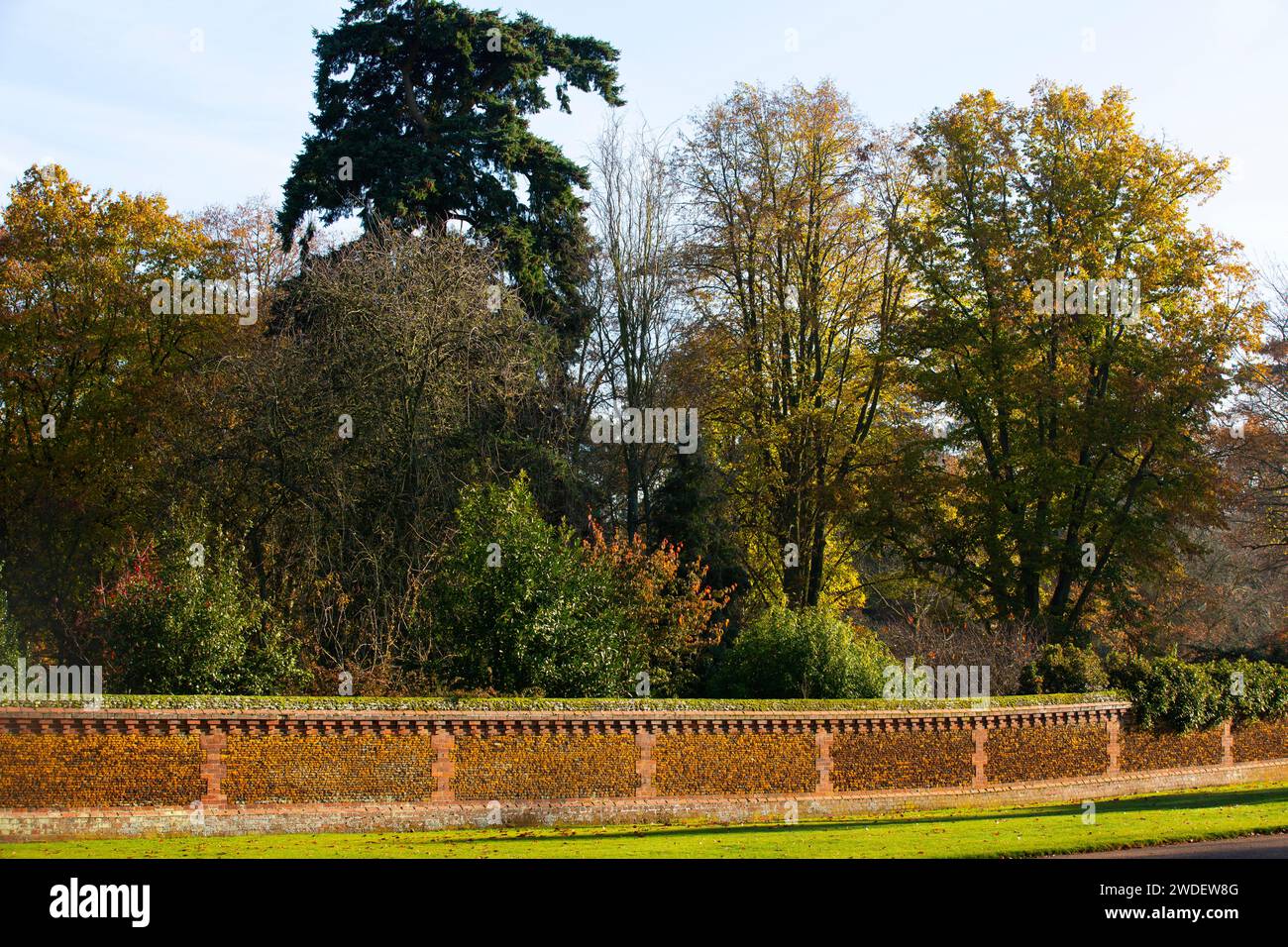 Trees on the Sandringham Royal Estate, Norfolk, England Stock Photo - Alamy