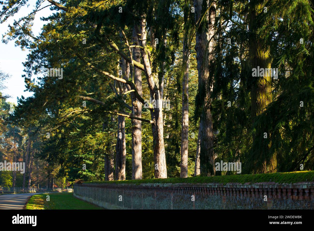 Trees on the Sandringham Royal Estate, Norfolk, England Stock Photo - Alamy