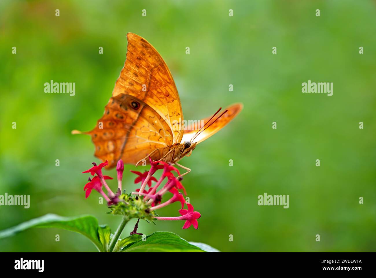 Malay cruiser butterfly vindula hi-res stock photography and images - Alamy